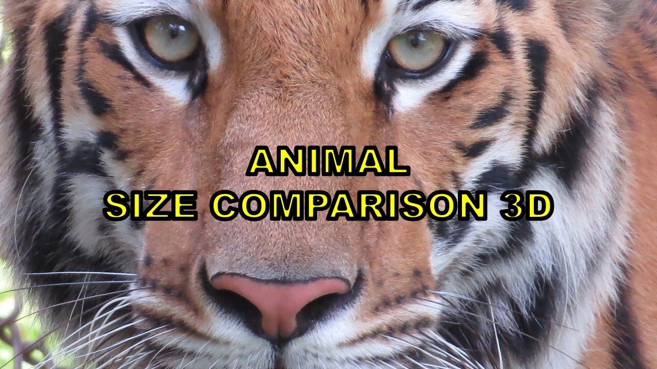Animal Size Comparison 3D - YouTube