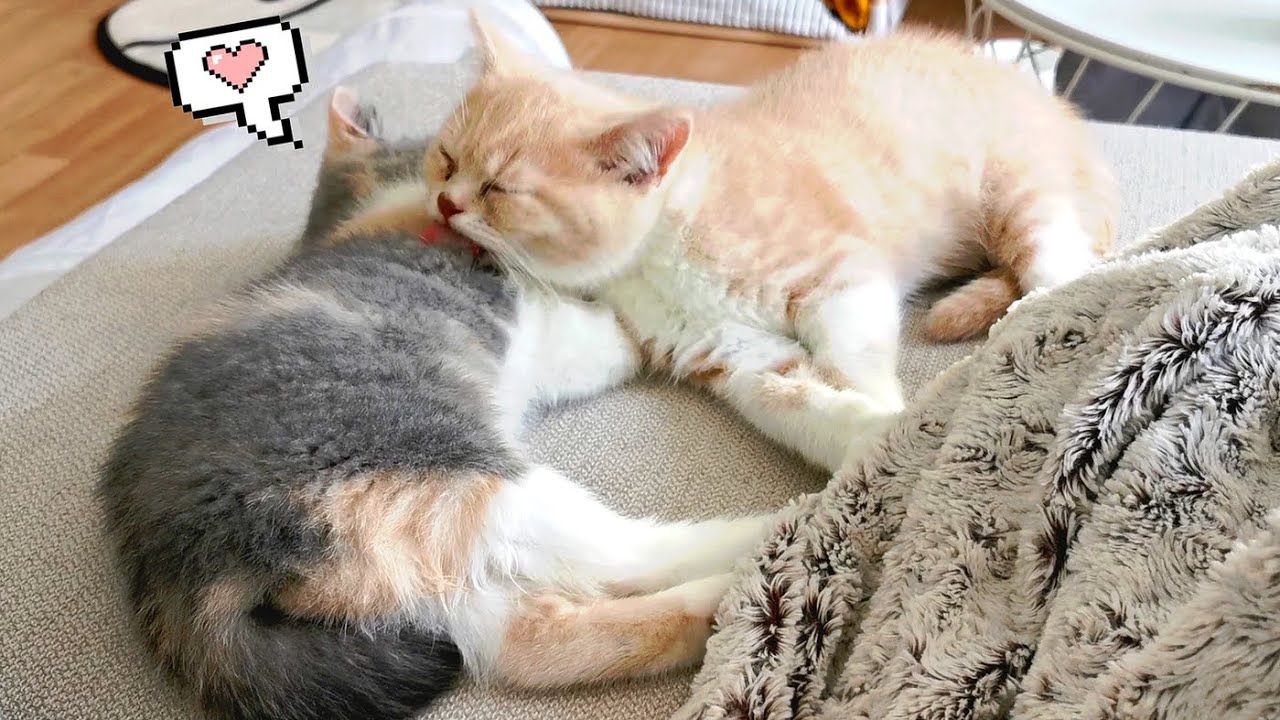 Cute Cats To Cheer You Up!😊 - YouTube