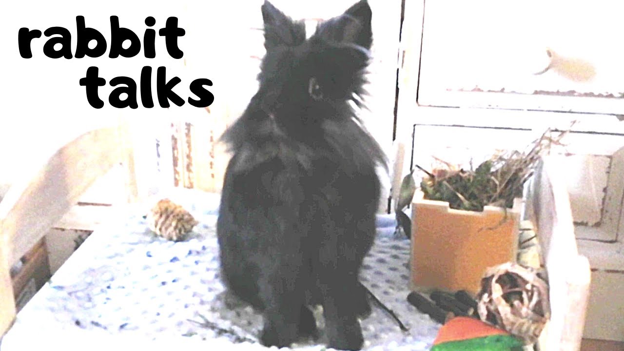 people ask me why am I so cute? well I'm a bunny! - YouTube