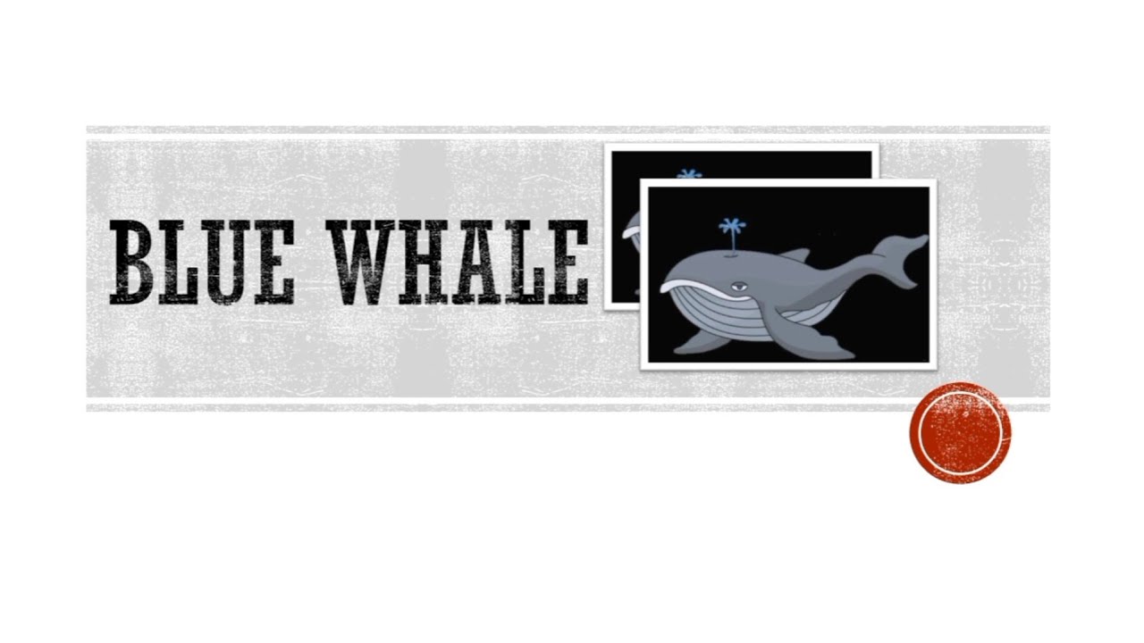 Blue Whale 🐋 (Report Text) - YouTube