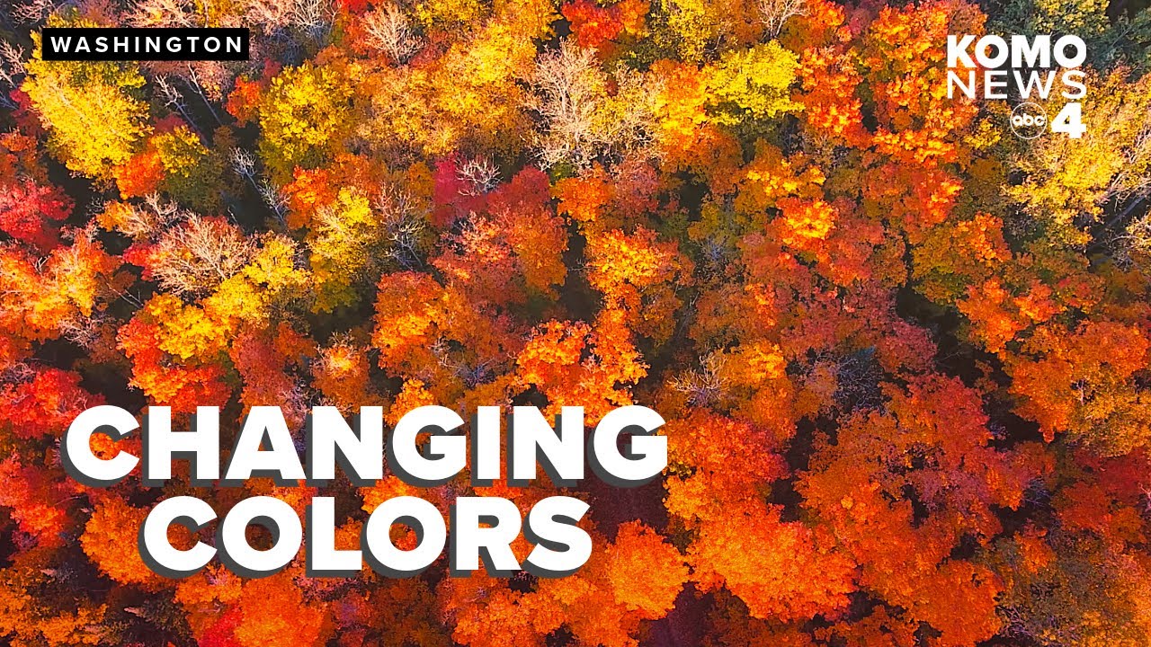 Why do leaves change color during the fall? - YouTube