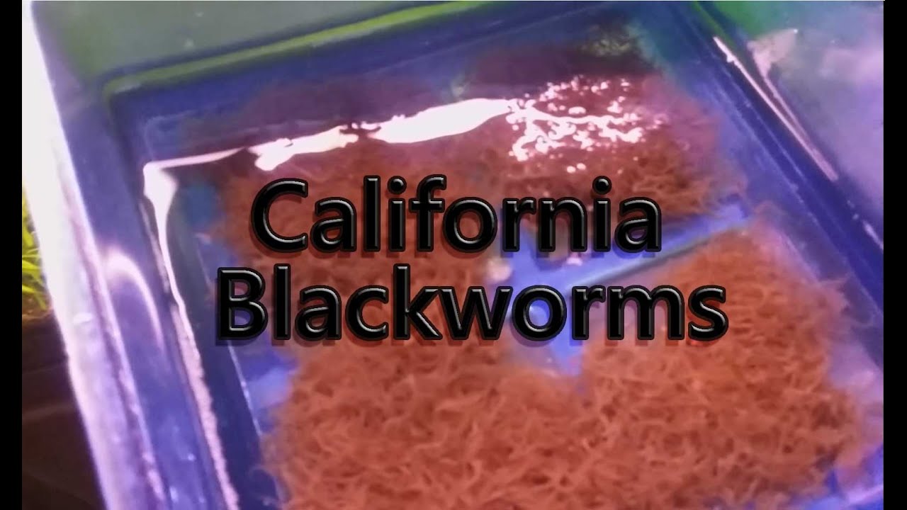 "California Blackworms" - YouTube