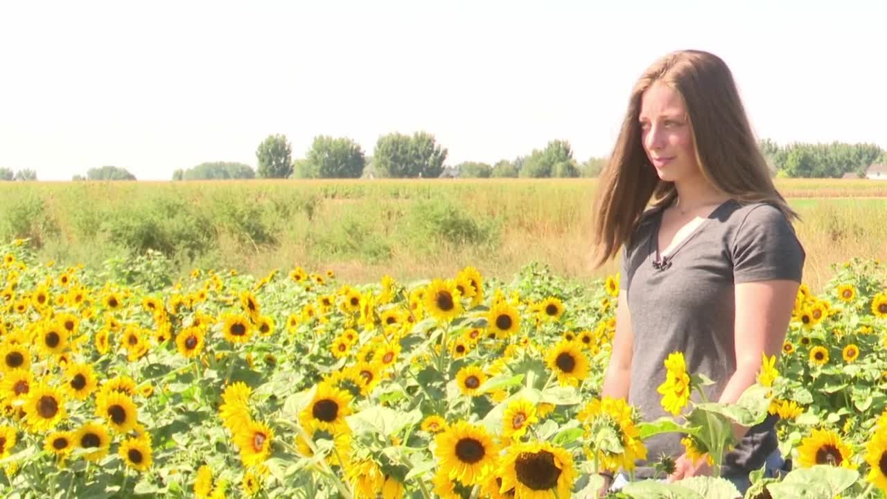 'Dream come true': Billings woman's sunflower field ready for inaugural festival - YouTube