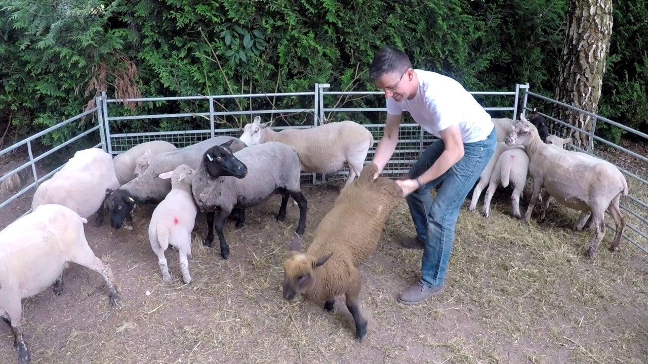 Carl Learning Sheep FB - YouTube
