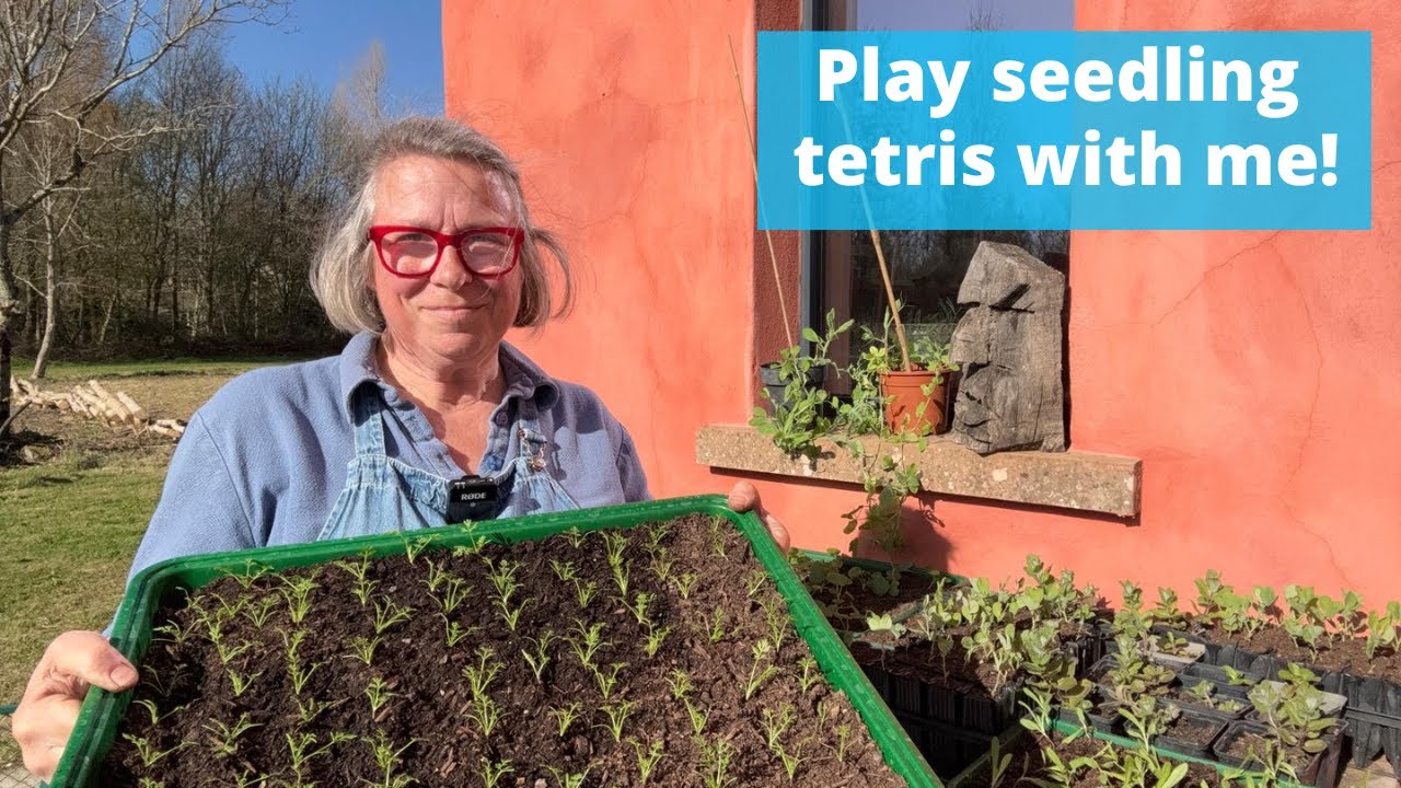 Play seedlings Tetris with me as I prick out and pot on plants for the ...