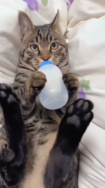 Cat wants milk too 🐈😻🤣👶🏻 🌈🚀 - YouTube