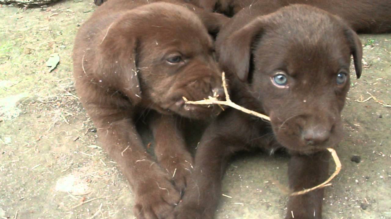 cachorros labradores retryever chocolate jugando...40 dias - YouTube
