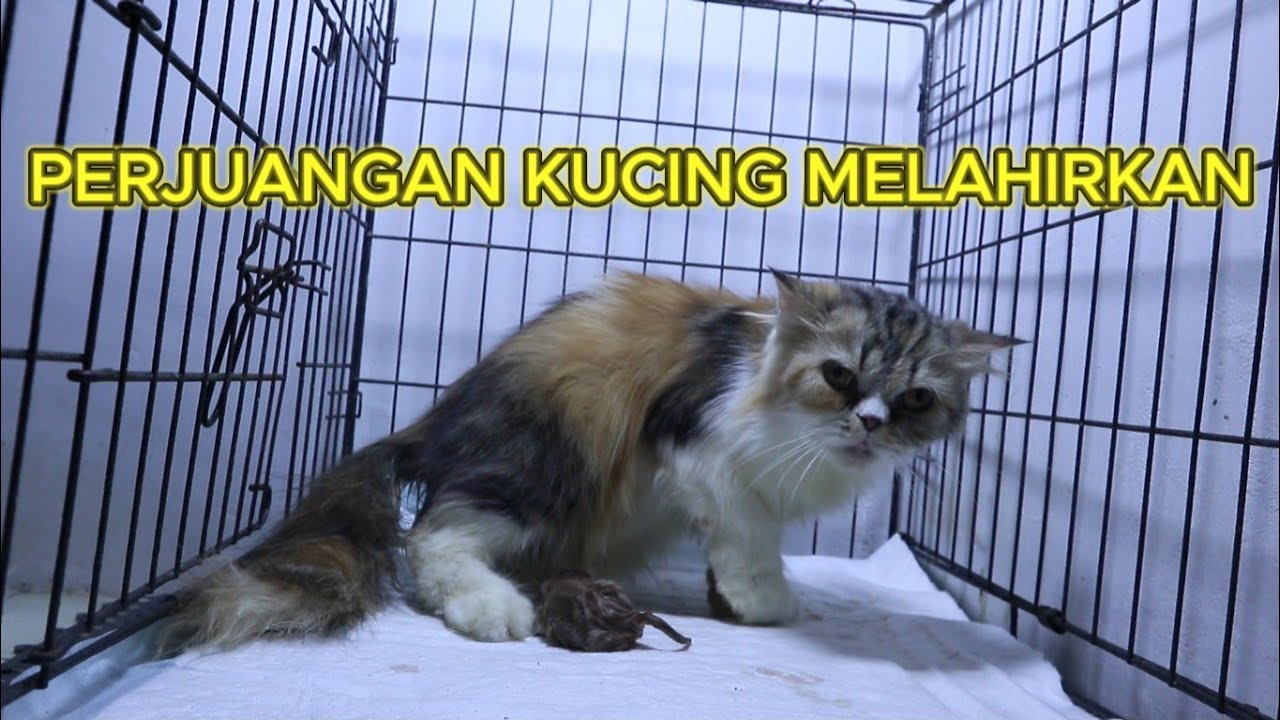 PROSES KUCING MELAHIRKAN KUCING FLATNOSE X PEAKNOSE - YouTube