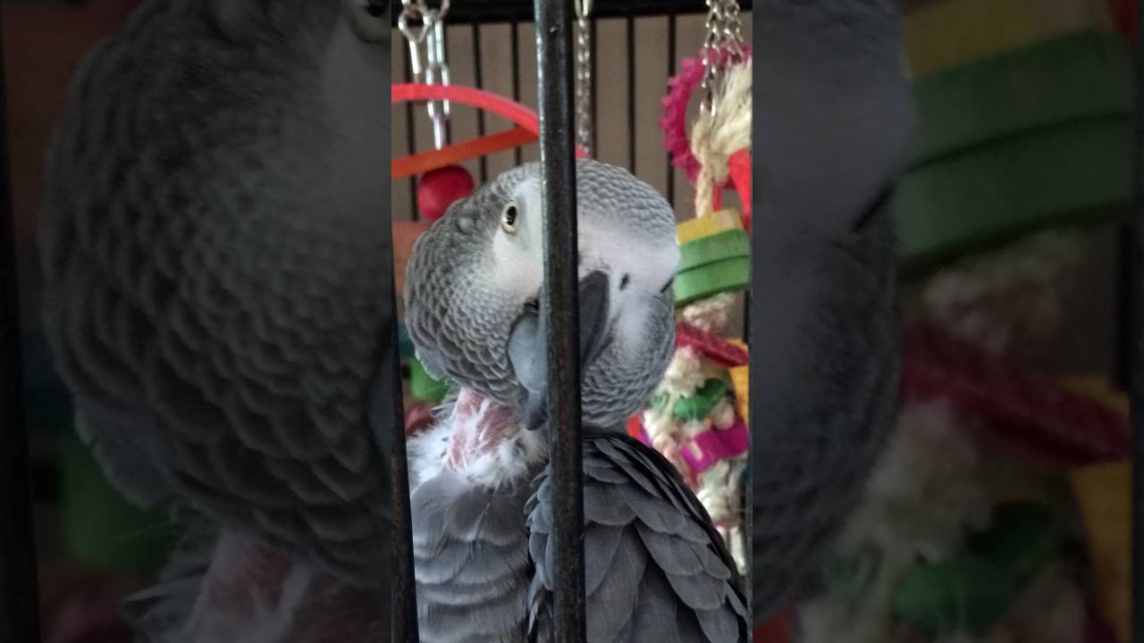 Parrot Noise - YouTube