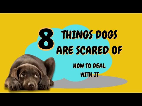 8 Fears Dogs Have and How to Overcome Them [Upd. 2 days ago]