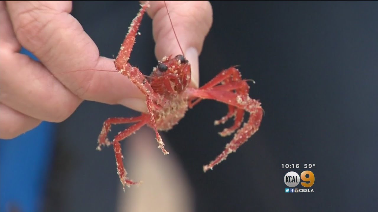 Red Crabs Continue To Wash Up On O.C. Beaches - YouTube