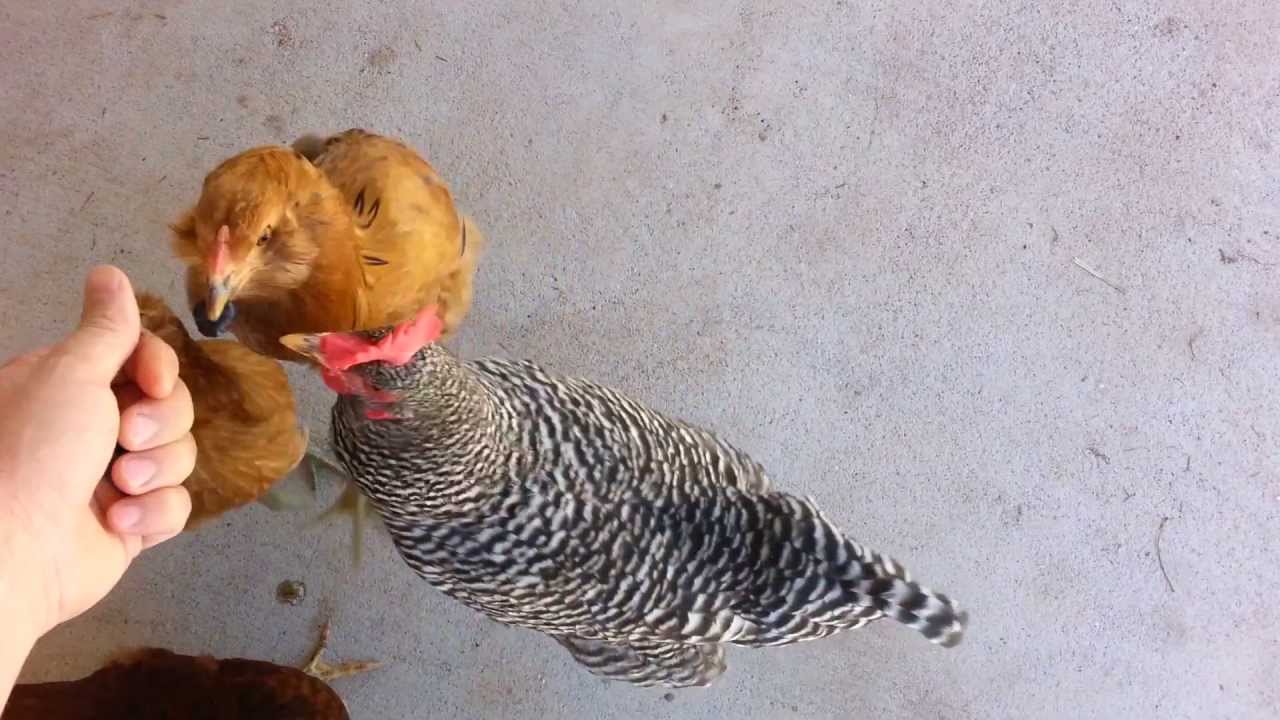 Chicken Crush - YouTube