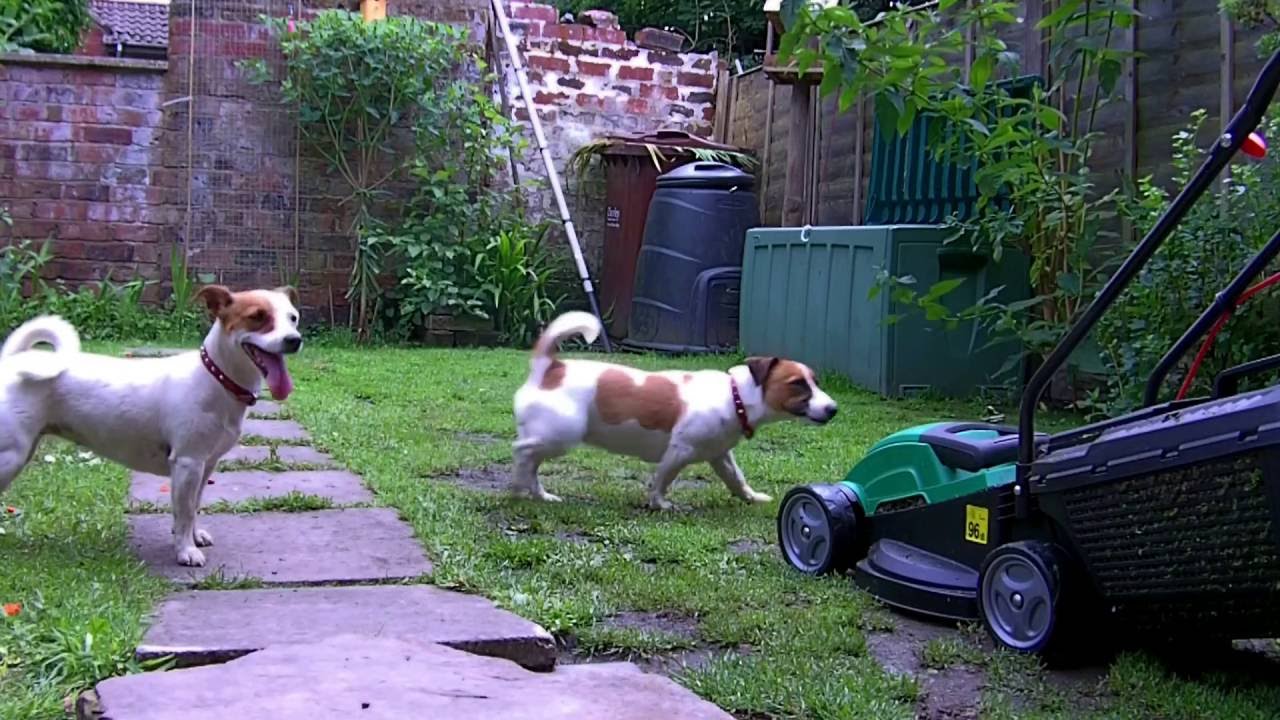 Dogs Vs Lawn Mower (and me) - YouTube