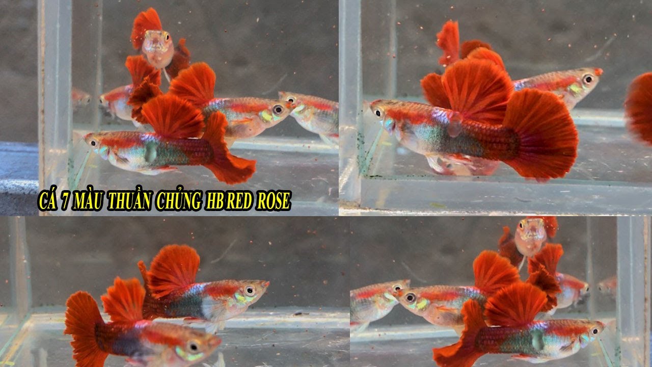 CẬP NHẬT BẦY CÁ 7 MÀU HB RED ROSE HƠN 2 THÁNG TUỔI #guppy - YouTube