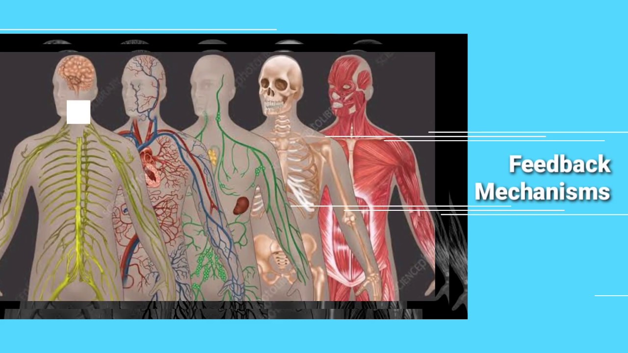 General Biology: Feedback Mechanisms - YouTube