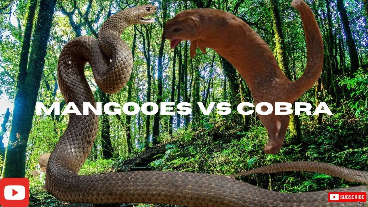 Mangooes Vs Cobra Who Will Win Youtube Video Youtube 5669