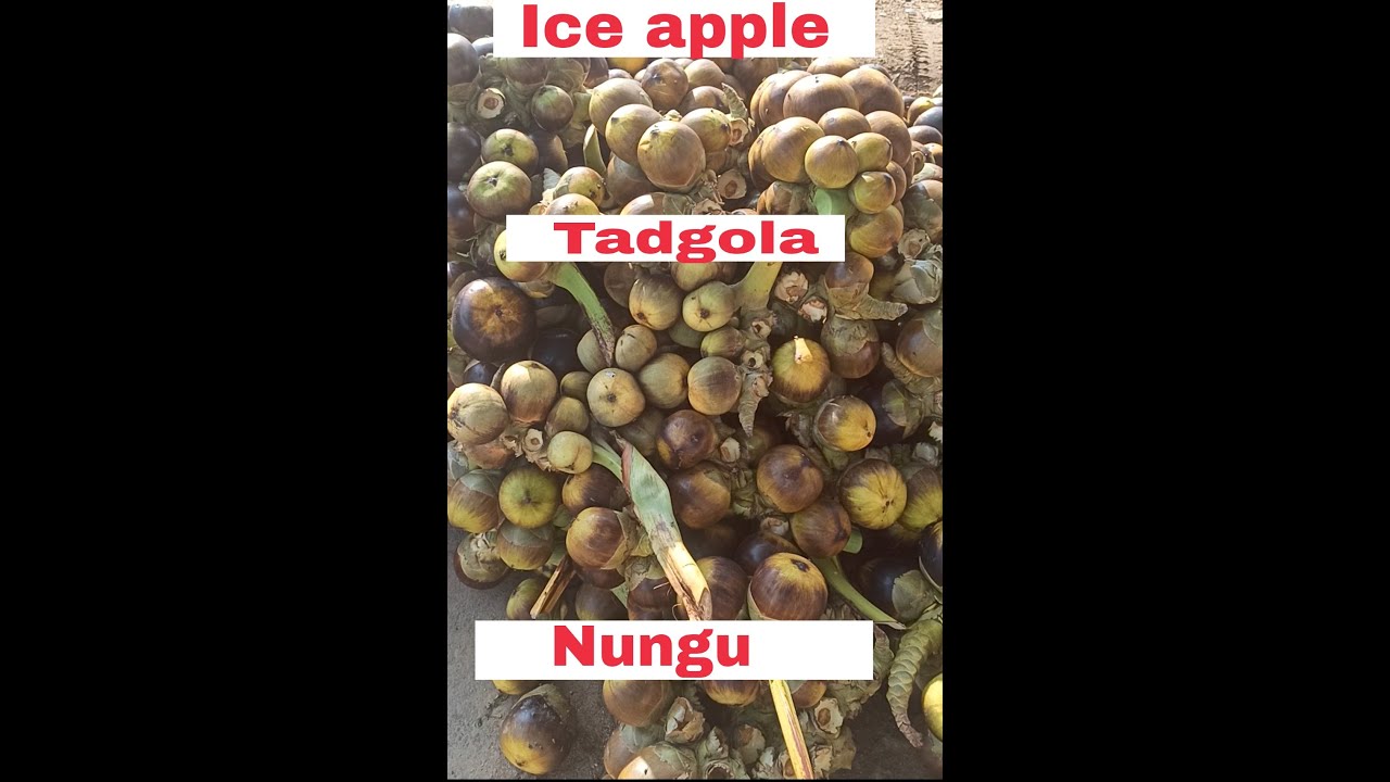 ice apple |Tadgola |munjal |nungu |Taal - YouTube