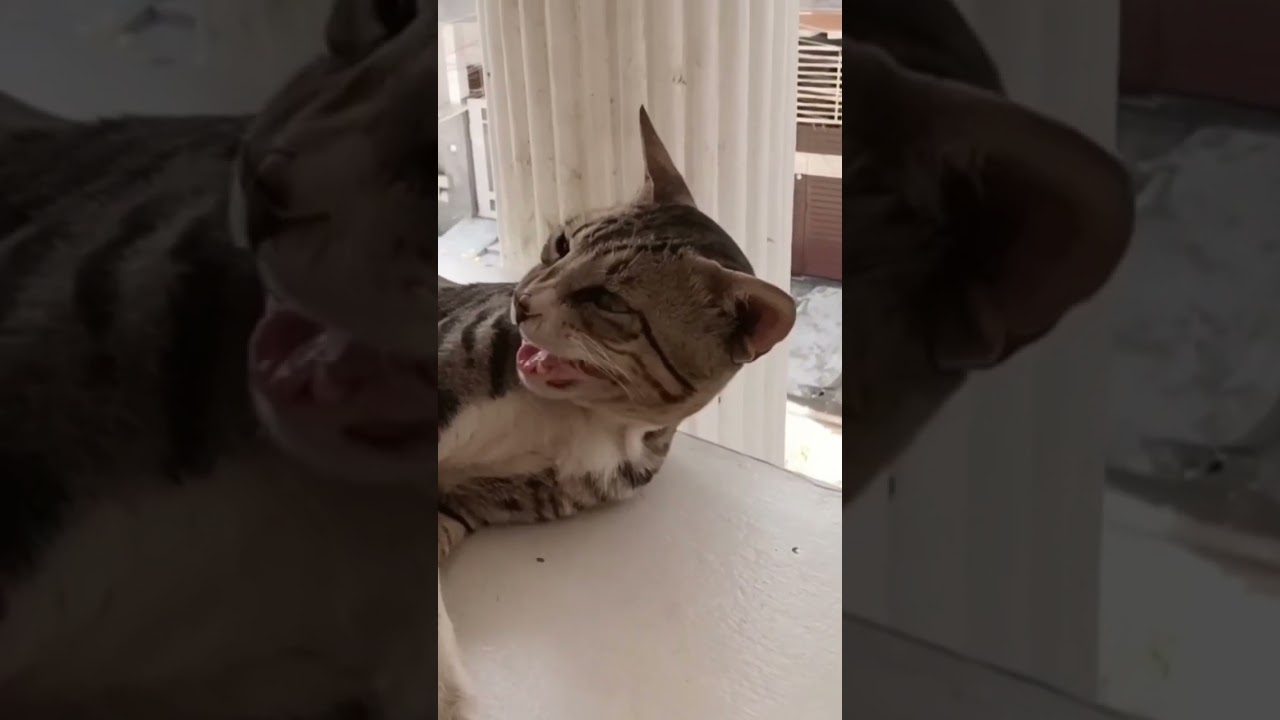 my life my cats - YouTube