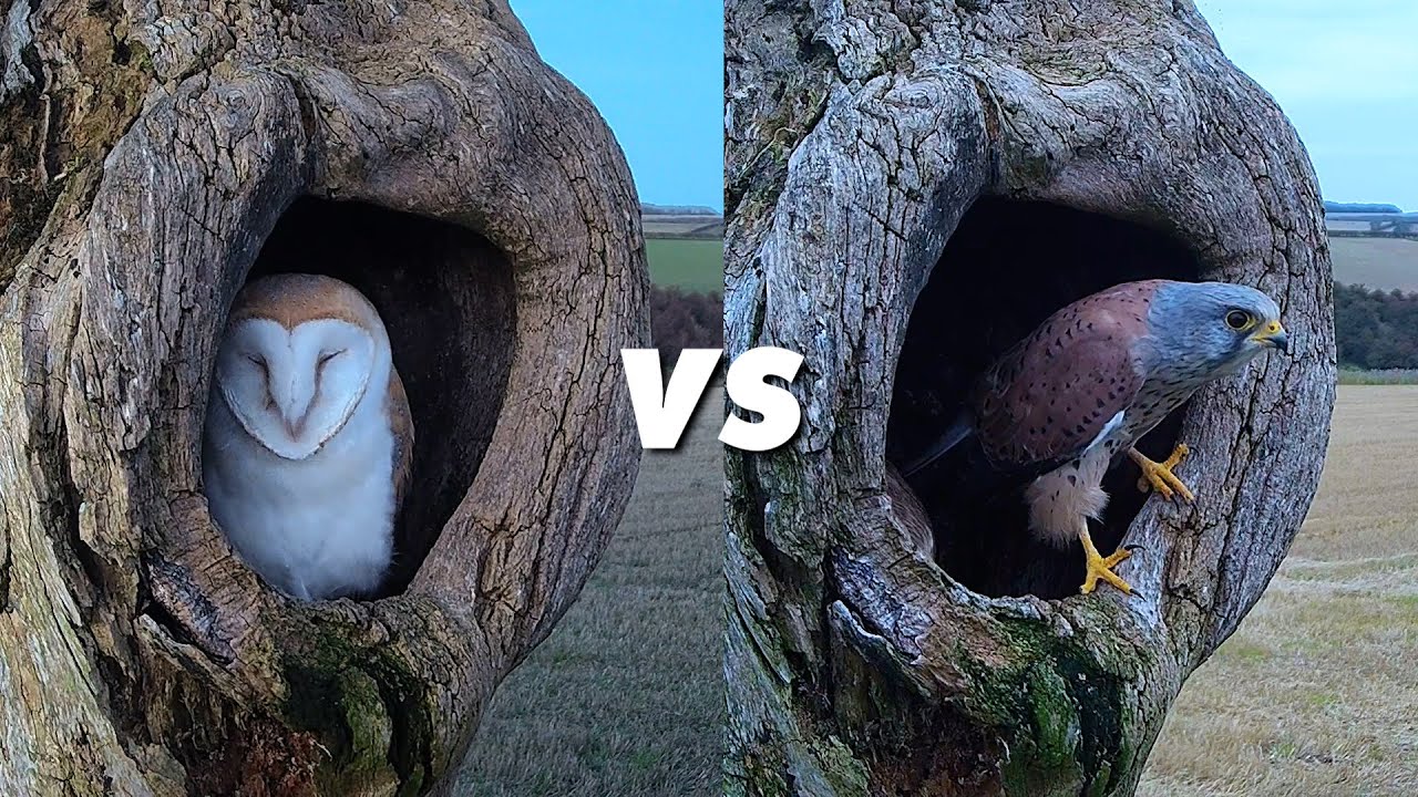 Howard the Rescue Barn Owl v the Fotherdale Kestrel Pair | Discover ...