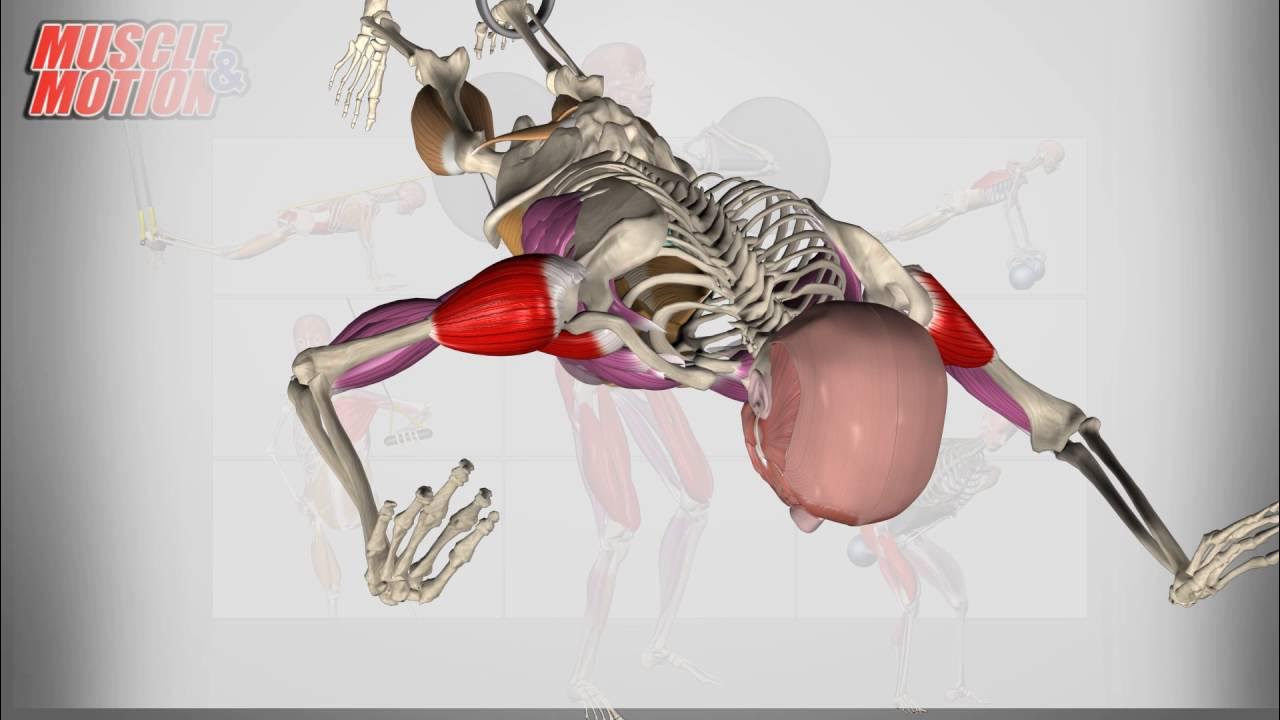 Functional Training Anatomy - YouTube