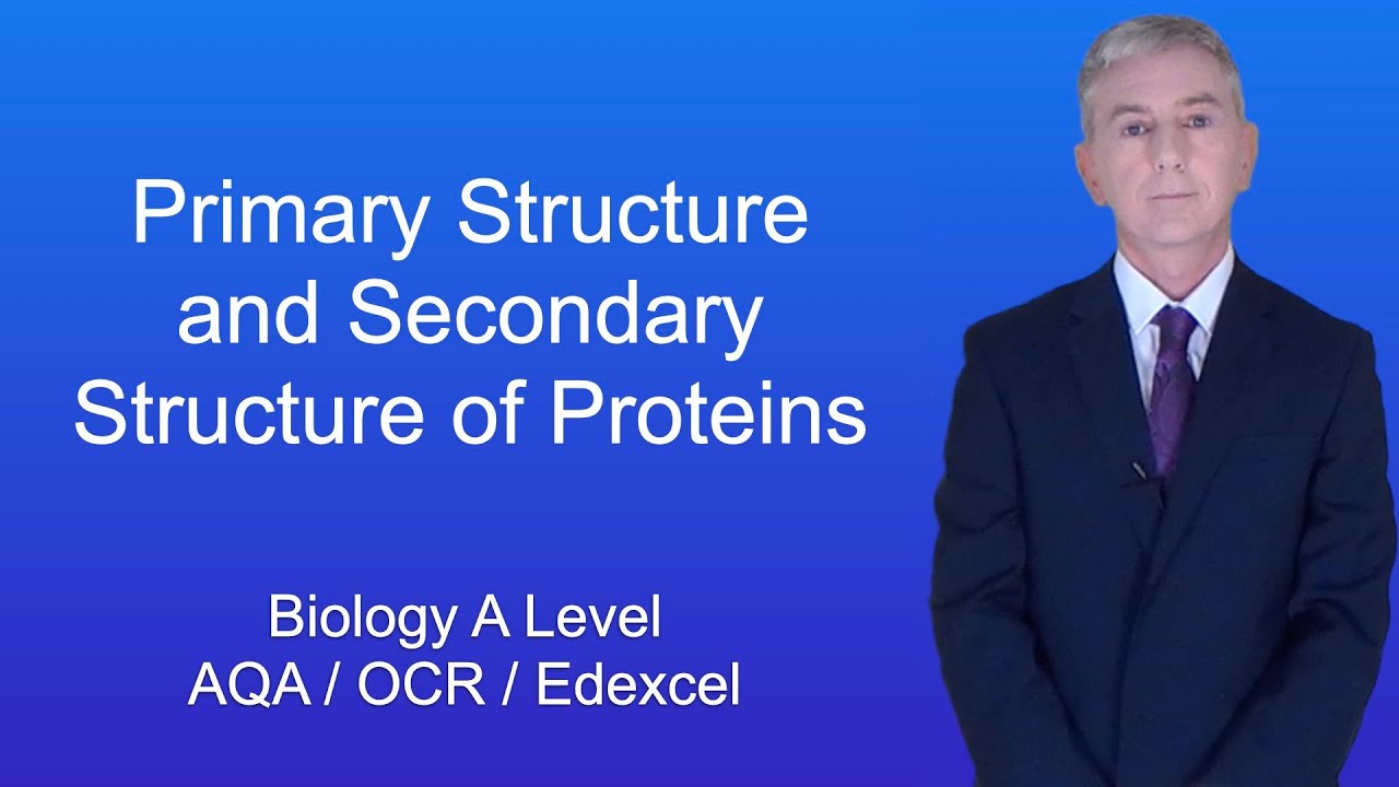 A Level Biology Revision "Primary Structure and Secondary Structure of ...