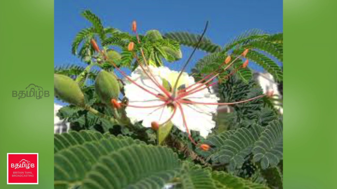 Vaadha Narayanan Keerai (Spinach) - healthy tips. - YouTube