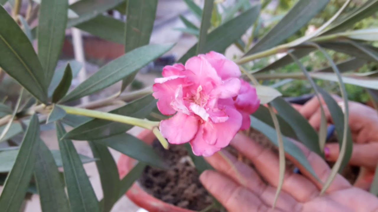 Care of Kaner Plant || Best Summer Flowering Plant - Kaner/Oleander ...