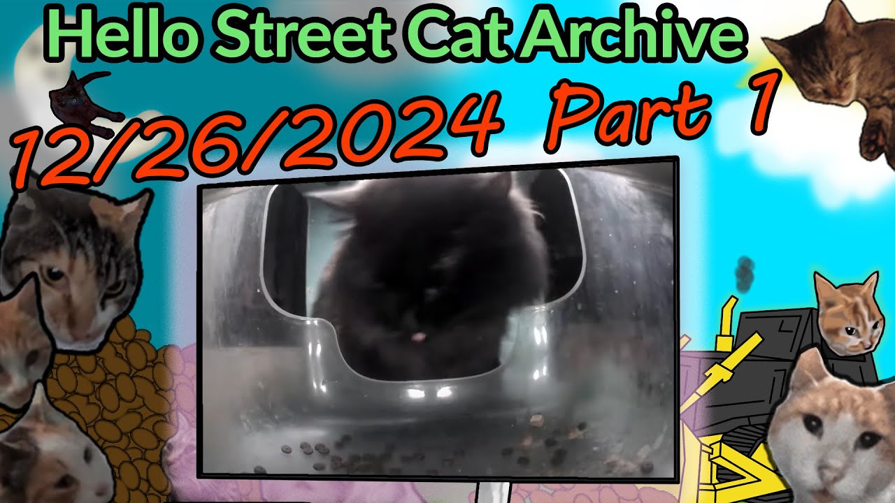 Mr. Eclipse is so FLUFFY This Time of Year! 12 Hours of Hello Street Cat🐈😸 12/26/24 Pt 1 - YouTube