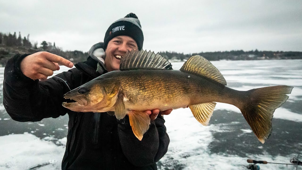 Golden Ontario Walleye on ICE - YouTube