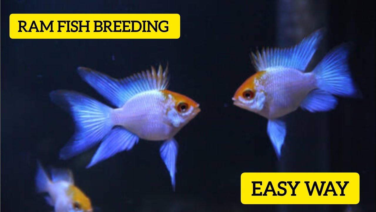 Ram fish eggs laying #aquariumfishfish #aquarium #fish #viralvideo ...
