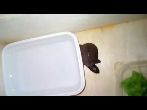 Meu cágado