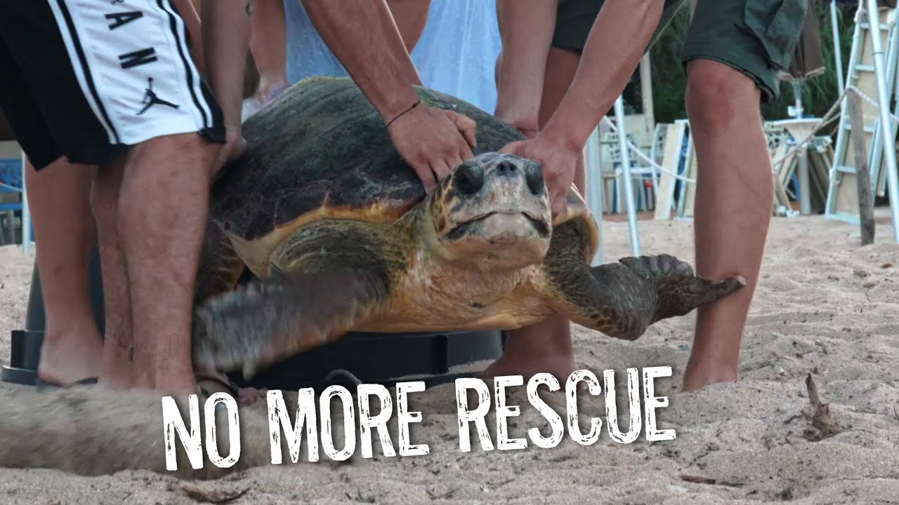 Scam which closed Sea Turtle Rescue Center - YouTube