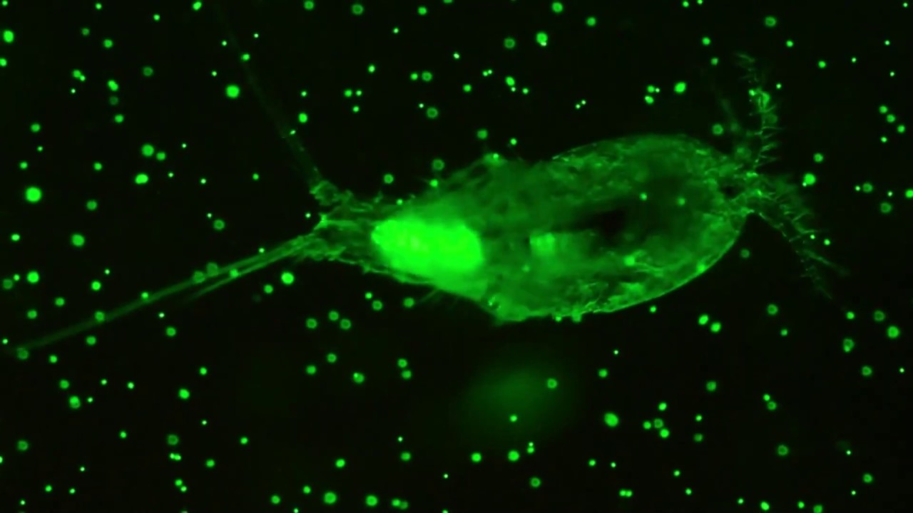Plankton eating micro plastics - YouTube