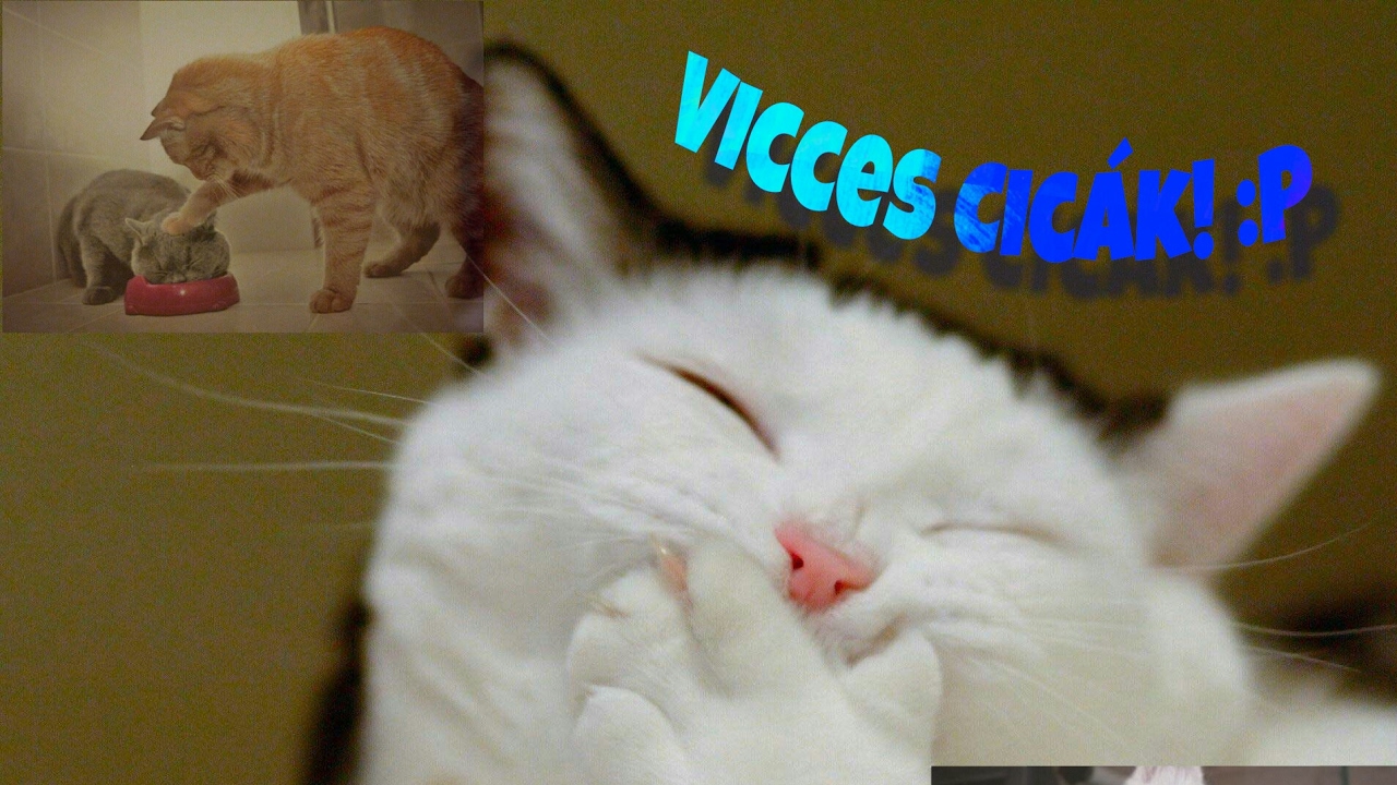 Vicces Cicák! Made by VivaVideo! - YouTube