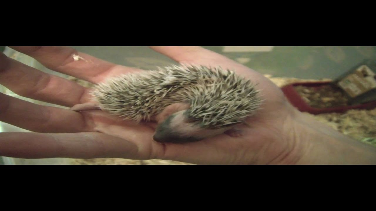 15 Day old hedgehog anointing - HD quality! - YouTube