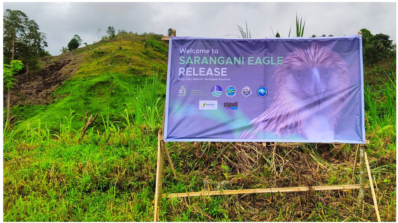 Philippine Eagle "Salagbanog" release in Mt. Busa range - YouTube
