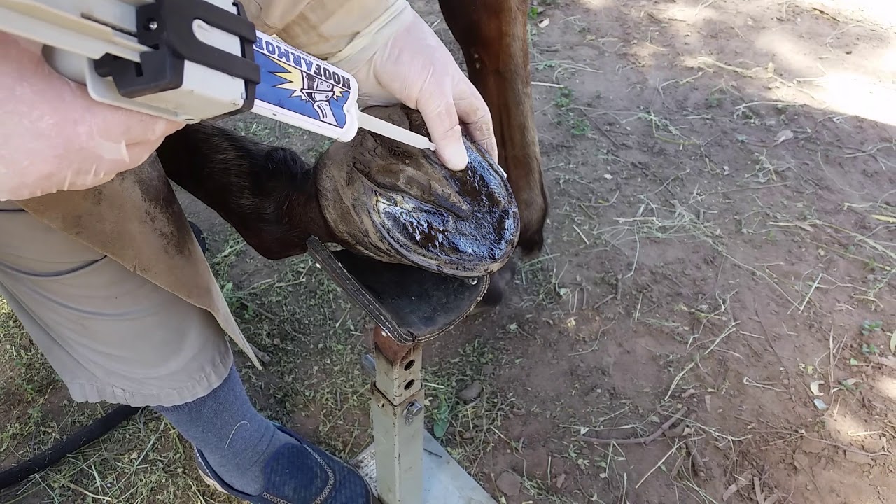 Boston applying hoof armor to tender feet - YouTube