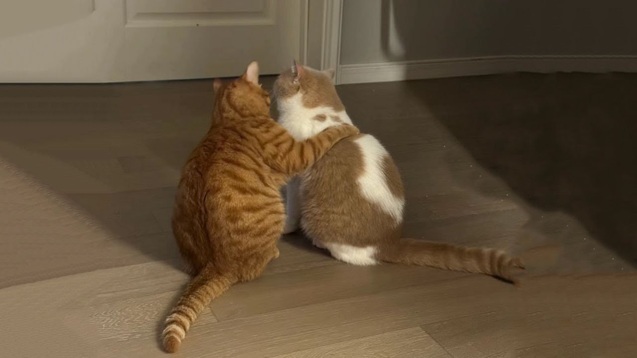 Default Cat Behavior 😹 Funniest Cat Compilation of the Year Part 11 ...