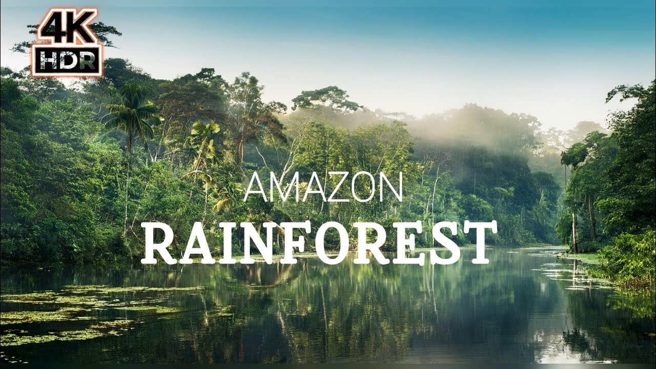 4K Amazon Rainforest Wildlife - Discover the Creatures That Inhabit the ...
