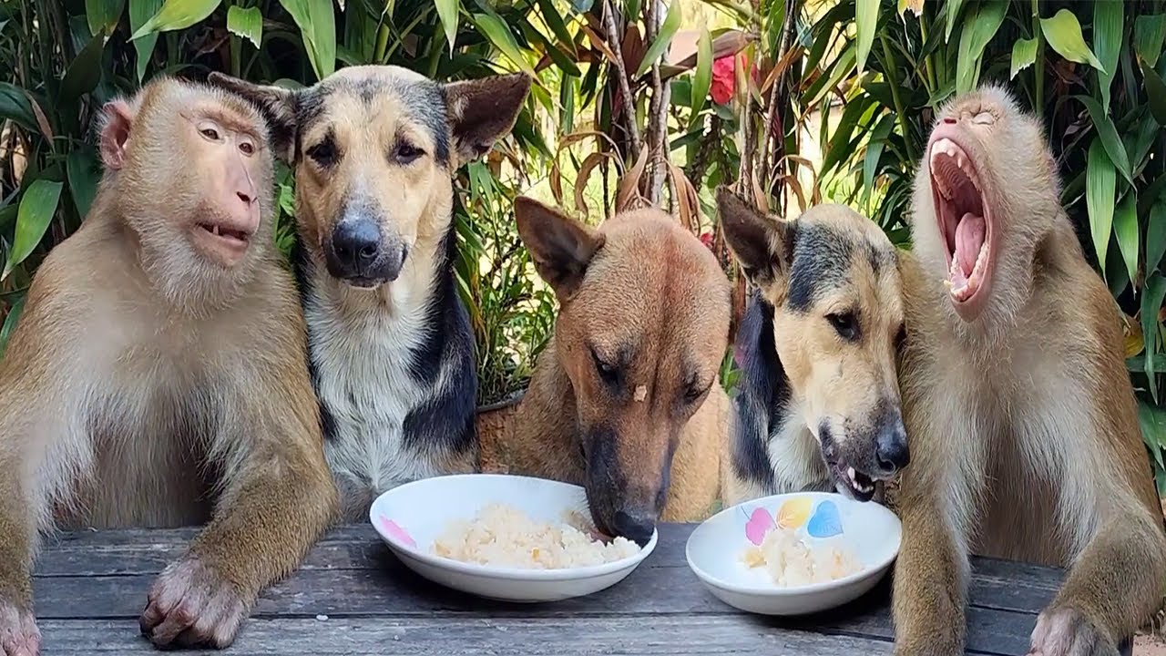 Wow Animals Join Eating Lunch Yummy - YouTube