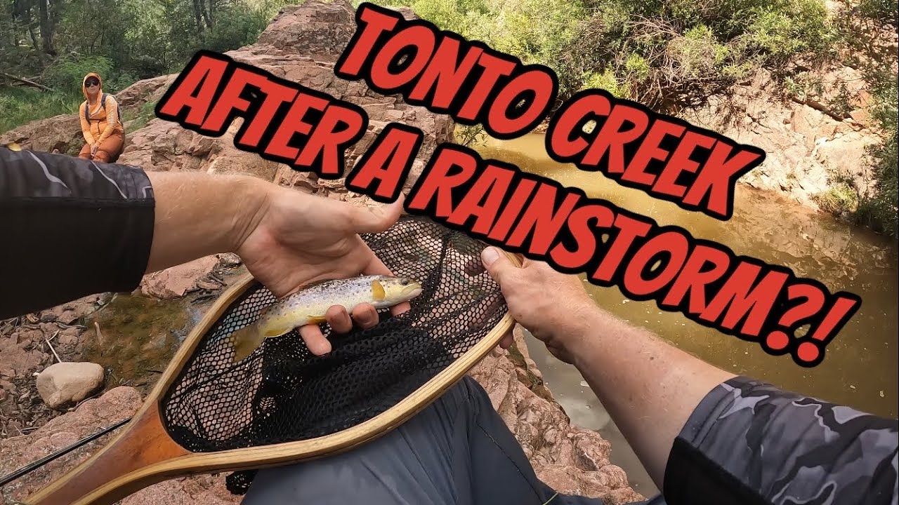 Fly Fishing brown and rainbow trout; Tonto Creek AZ- my wife came along ...