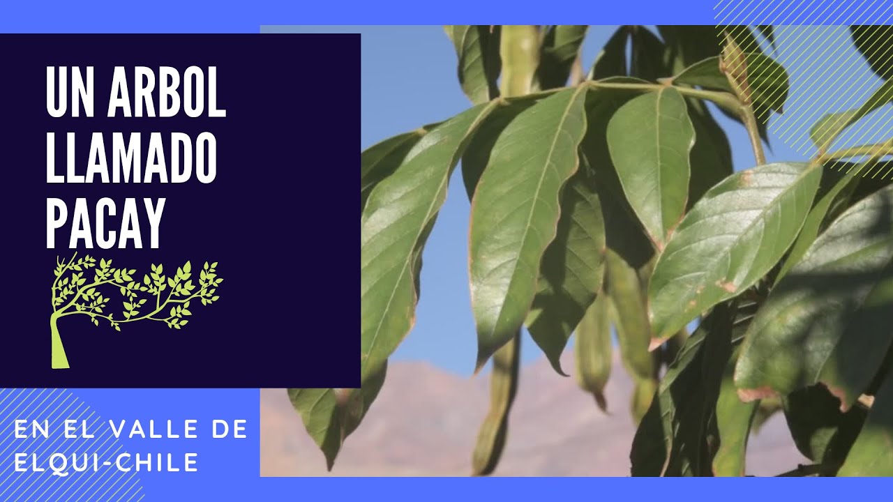 Pacai De Arbol