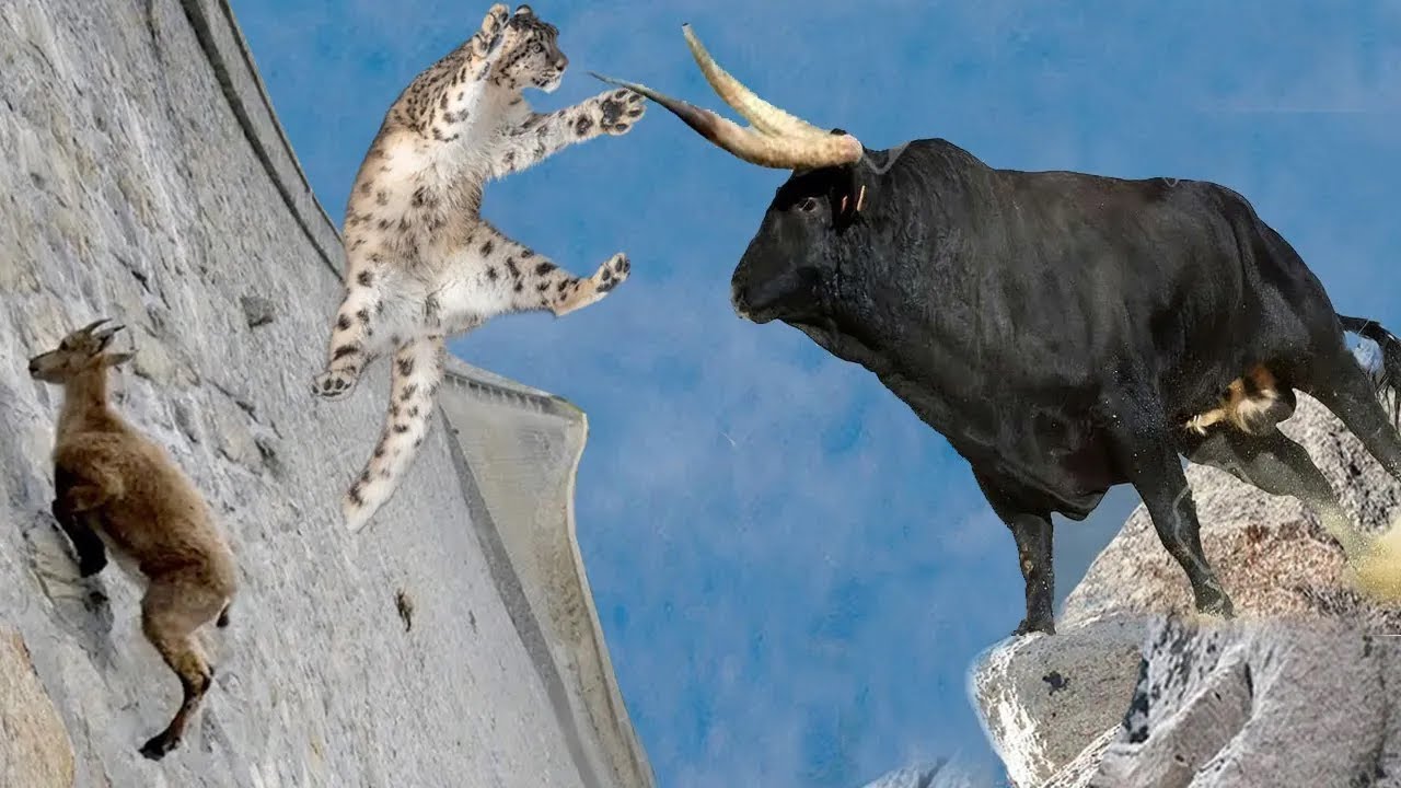 Bison se bat le mieux pour sauver son bébé ─ Bison attaque le léopard ...