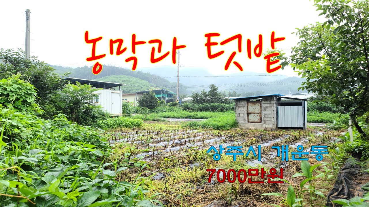 (매물번호 6468)경상북도 상주시 개운동 개발지, 2차선 도로접하고 있으며 시내에서 5분정도 거리, 텃밭용도로 추천, 농사용 ...