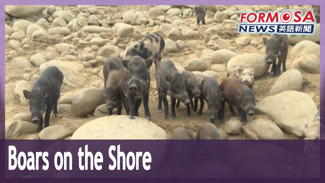 Tourists can travel by boat to view wild boar on an island in Tsengwen ...