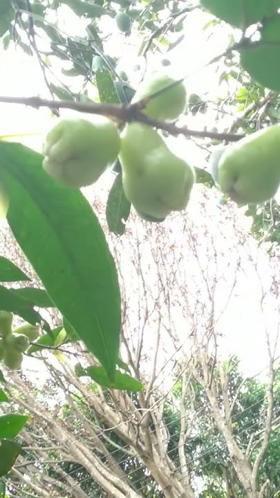 beautiful java apples fruit in my tree or জামরুল ফল আমার গাছে 😊 😊 - YouTube