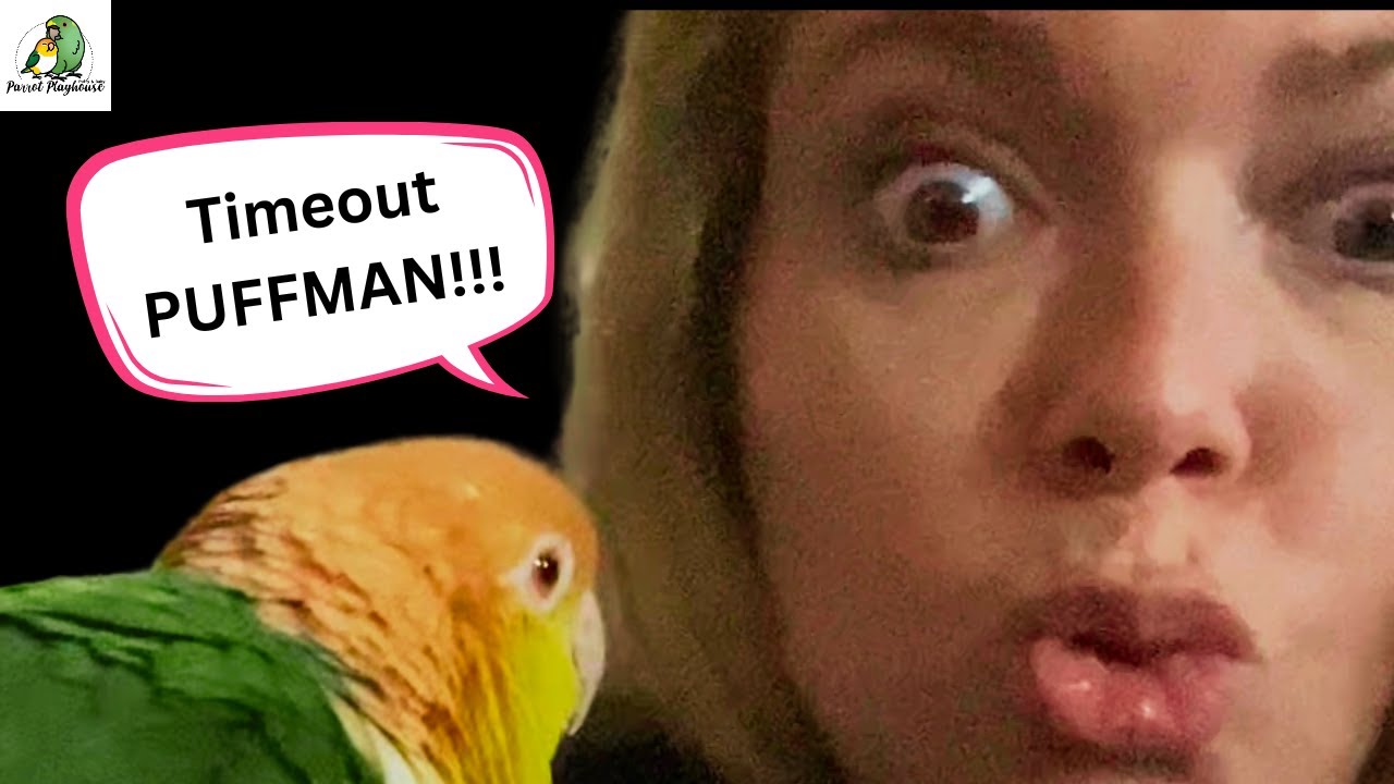 Puffman Caique Attacked Huge African Grey Parrot! - YouTube