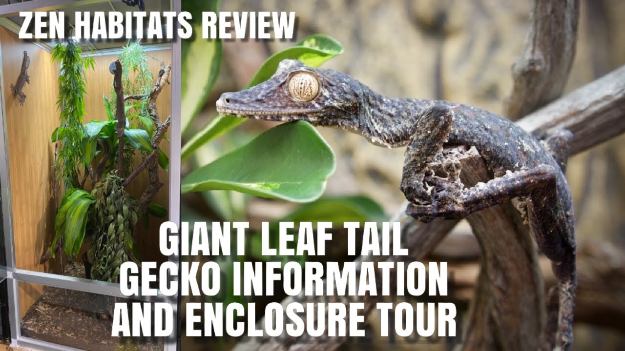 Meet My Giant Leaf Tail Geckos + Zen Habitat Enclosure Review ...