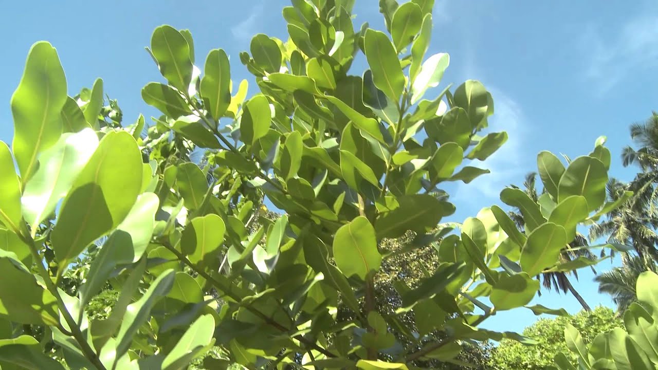 Takamaka Tree (calophylum inophyllum) - YouTube