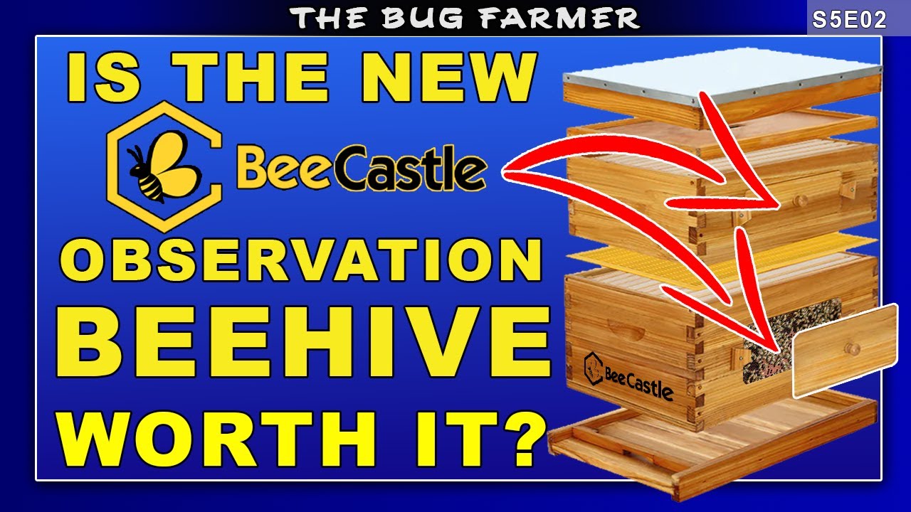 New Bee Castle Observation Hive. | Is it any good? #beekeeping #bees # ...